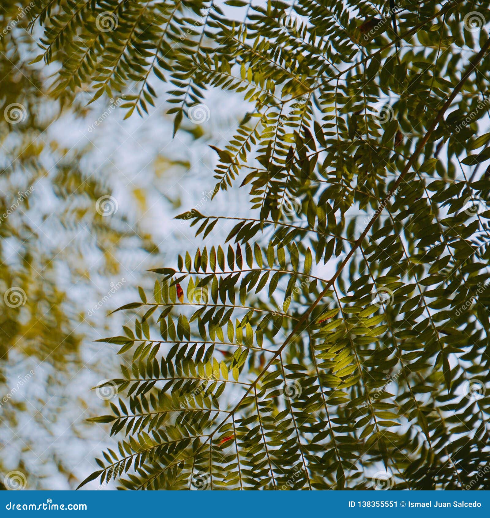 Green tree leaves texture stock image. Image of garden - 138355551