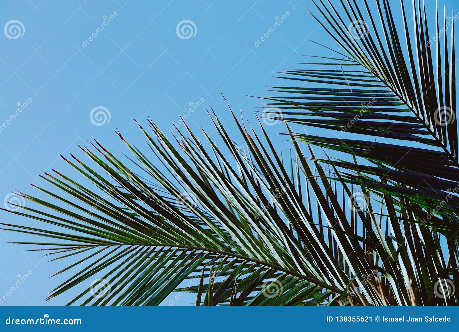 Green tree leaves texture stock image. Image of abstract - 138355621