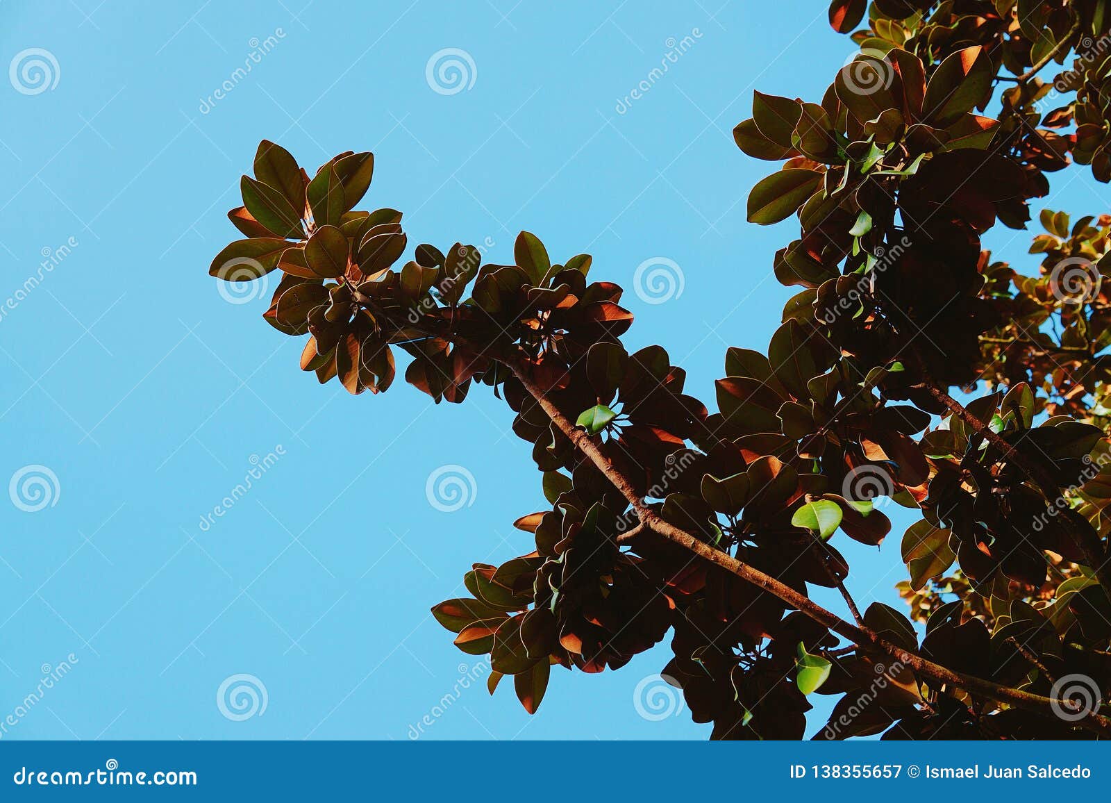 Green tree leaves texture stock image. Image of texture - 138355657