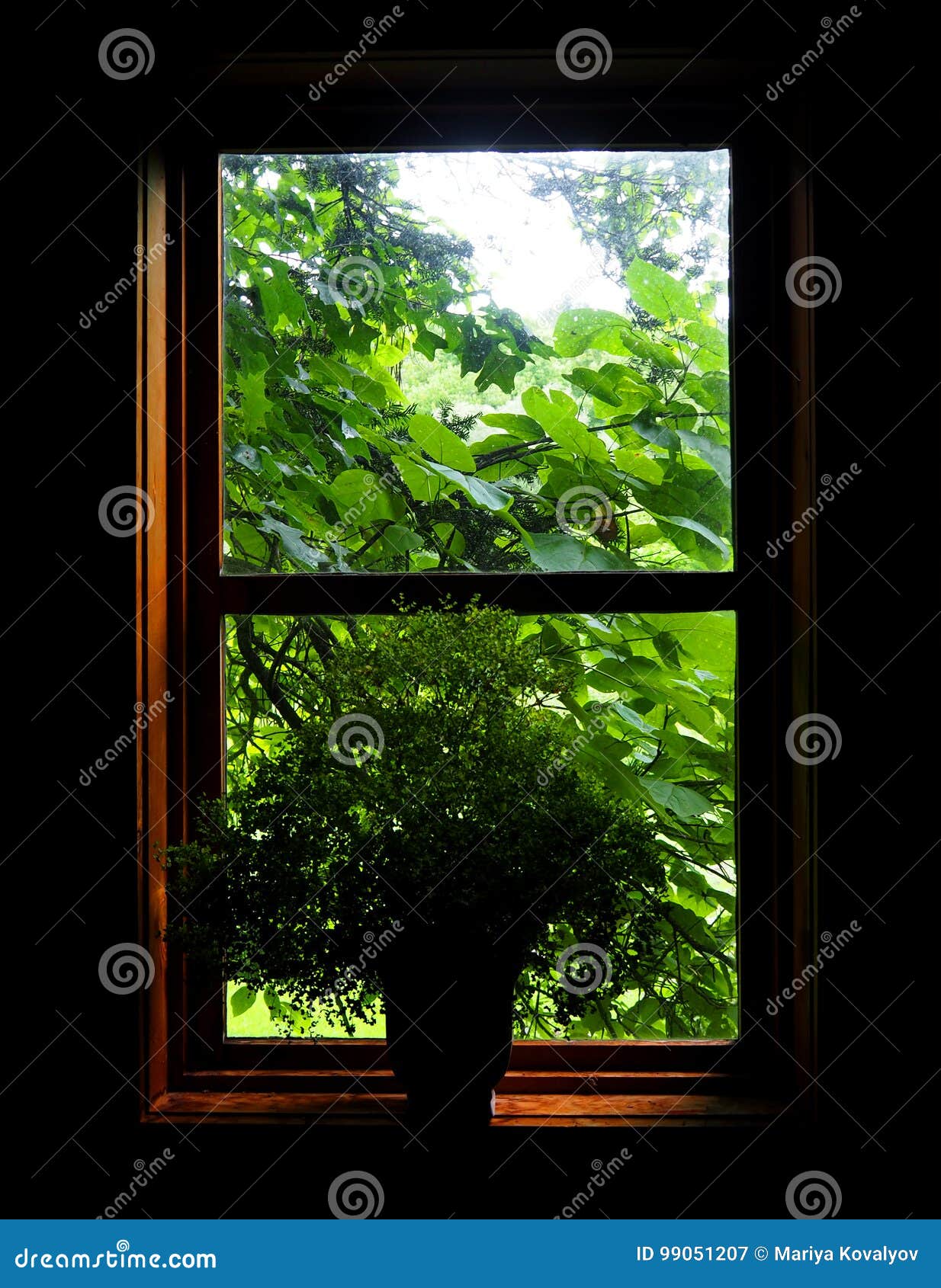 Green Tree Leaves through a Window Stock Image - Image of hike, hiking ...