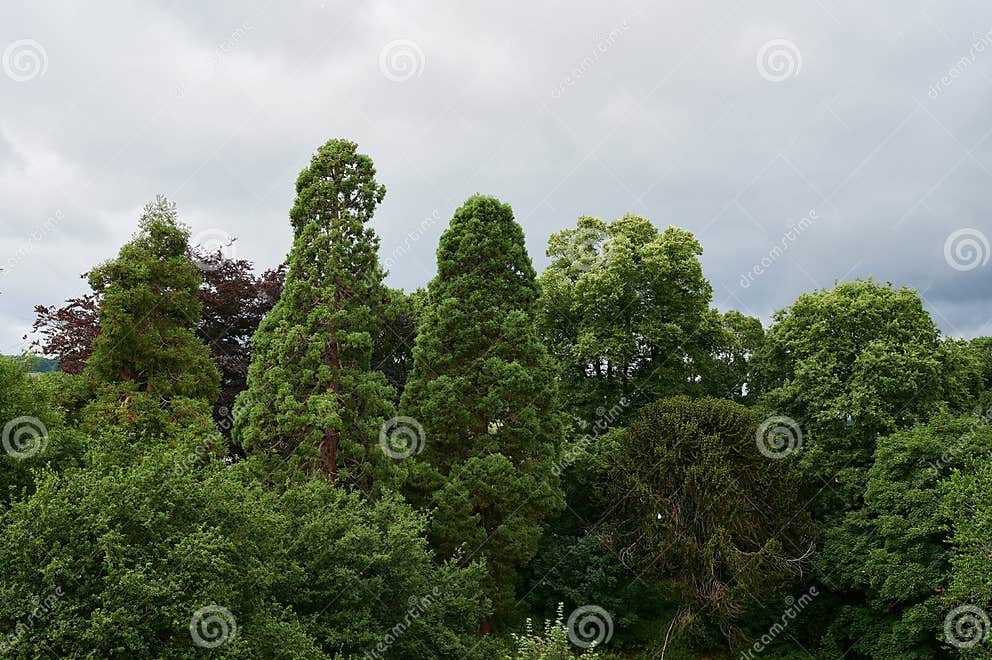 Green Tree Line with Cloudy Sky in Background Stock Image - Image of ...