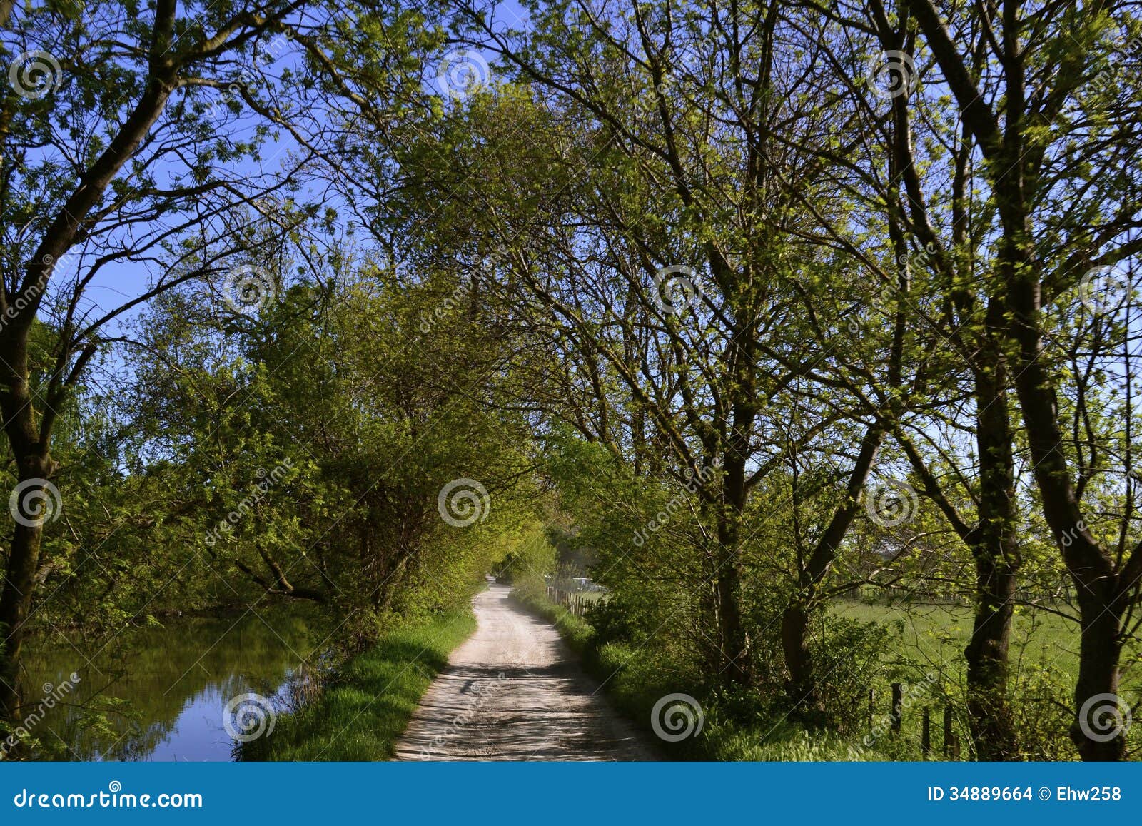 Green Tree Lined Dirt Path stock photo. Image of nature - 34889664