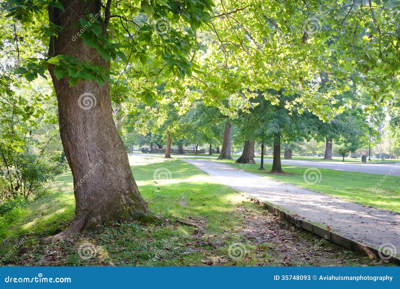 Green Tree Lined Path in Park Stock Image - Image of cycling, lane ...