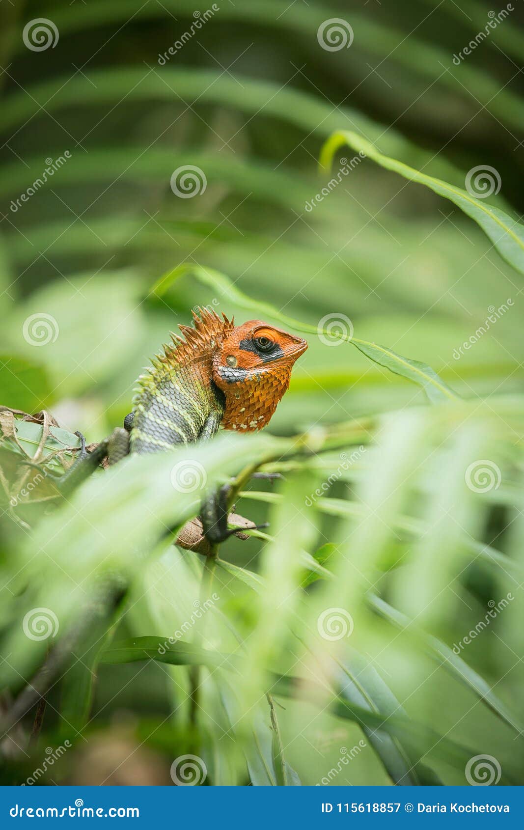 Green tree lizard stock image. Image of animal, fort - 115618857