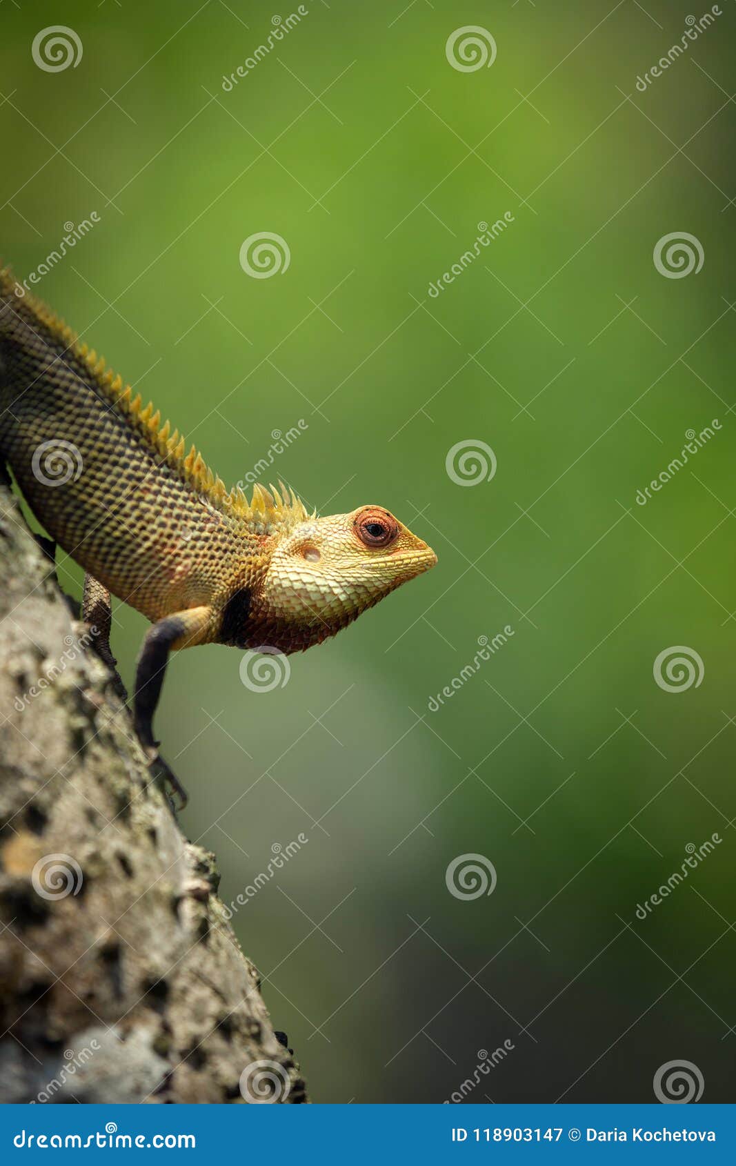 Green tree lizard stock image. Image of background, cute - 118903147