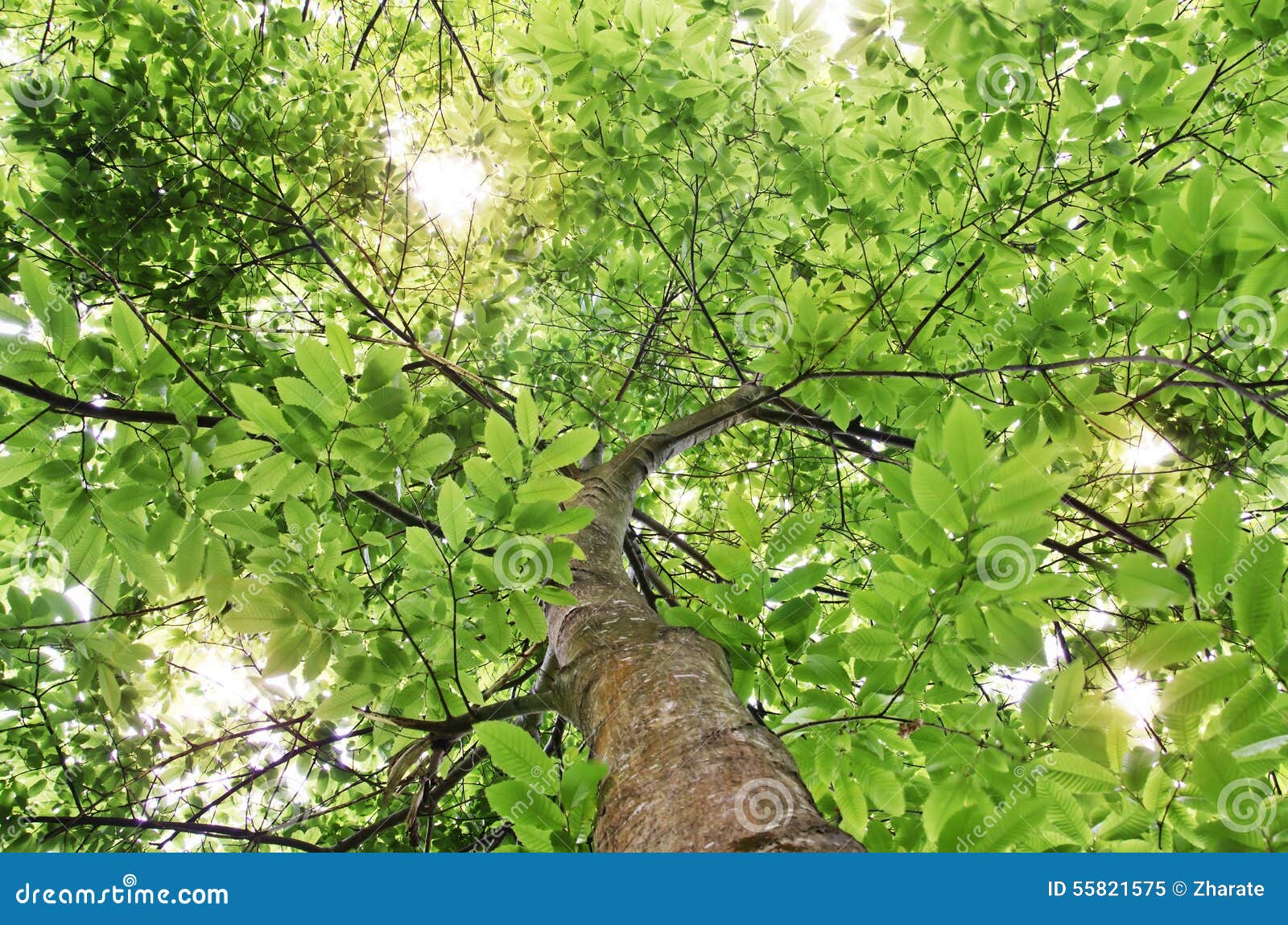 Green Tree stock image. Image of growth, green, abstract - 55821575