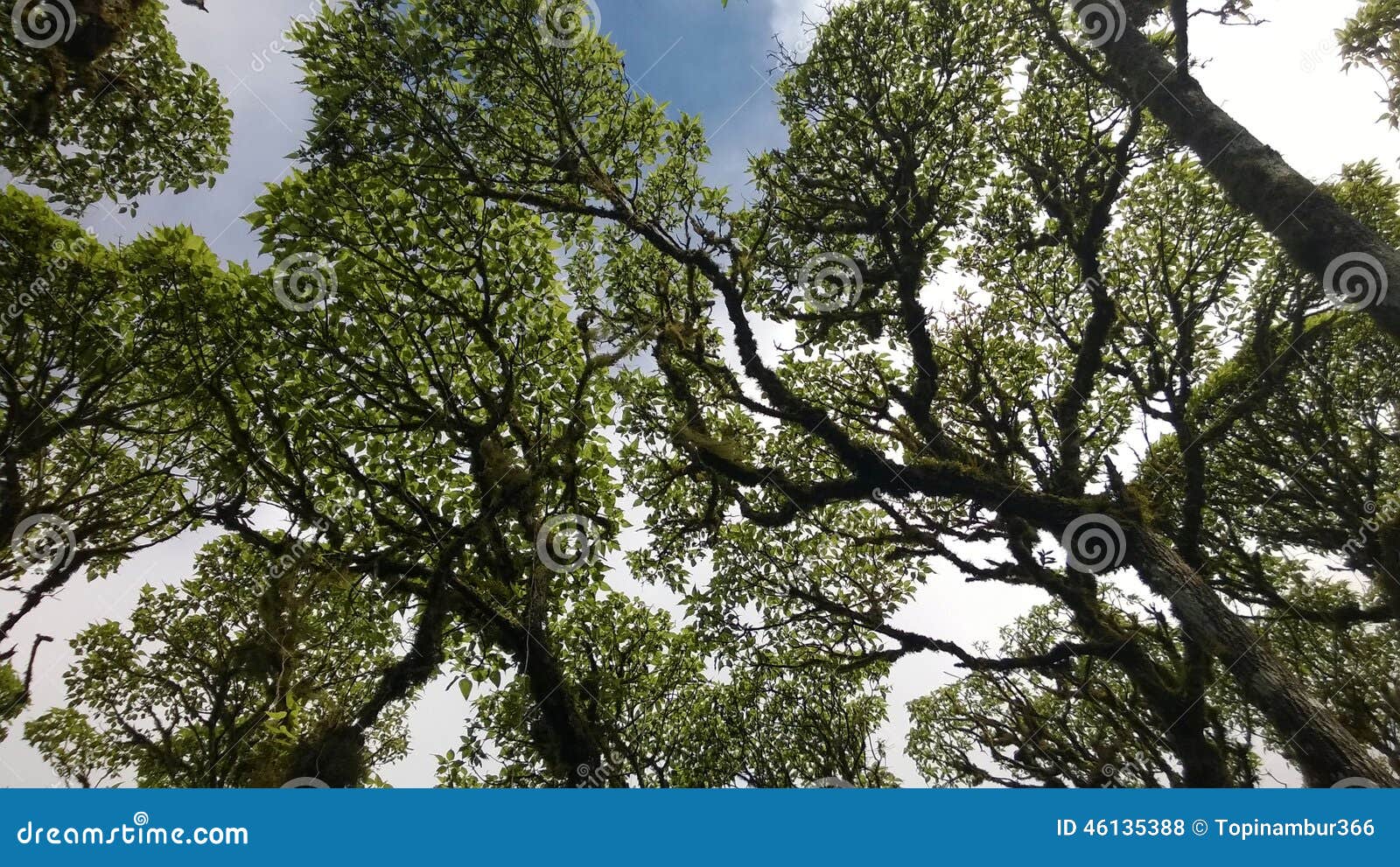 Green tree looking up stock photo. Image of forest, sunny - 46135388