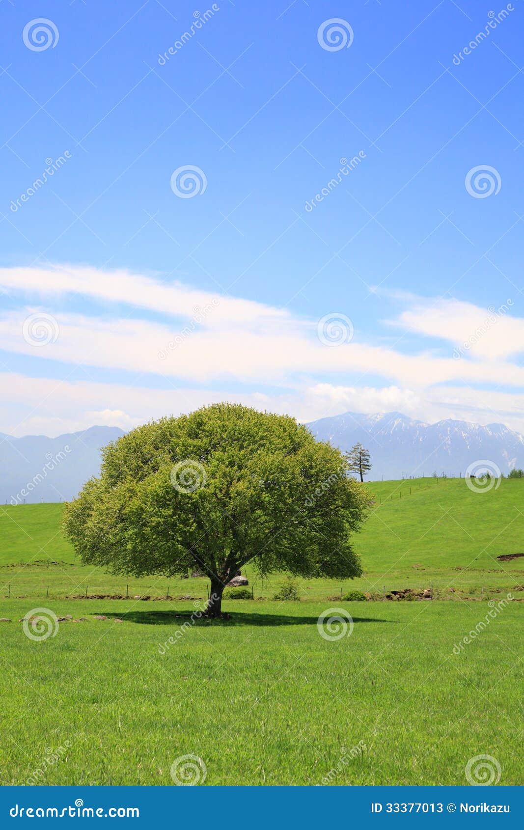 Green tree on a meadow stock image. Image of nature, grass - 33377013