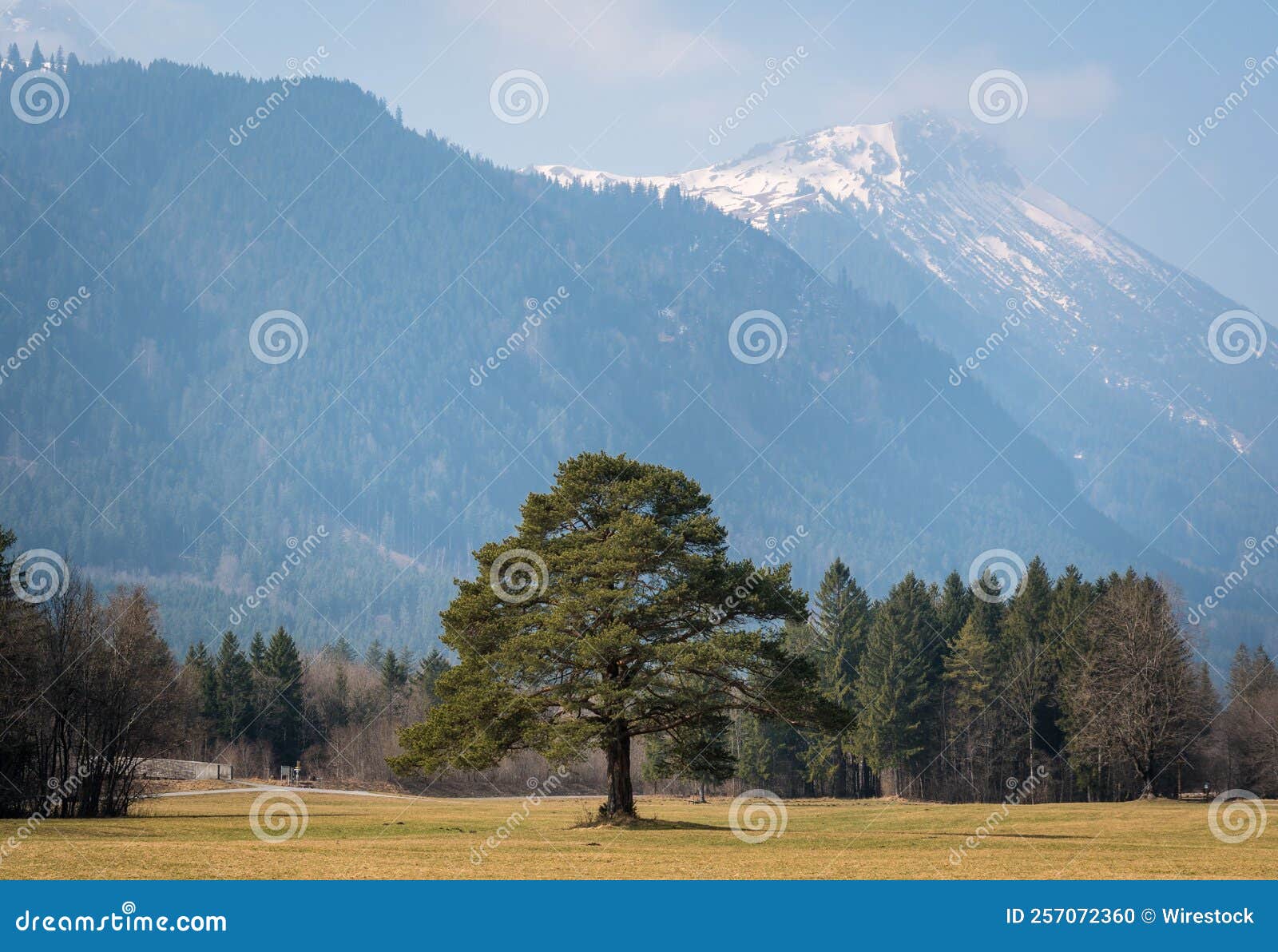Green Tree on a Meadow with Snowy Mountains in the Background Stock ...