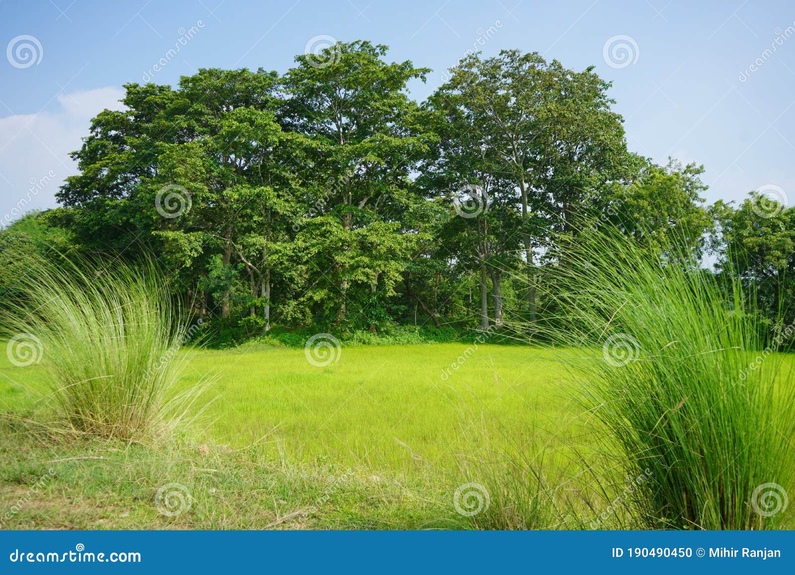 The Green Tree with Meadows and Green Paddy Field Stock Photo - Image ...