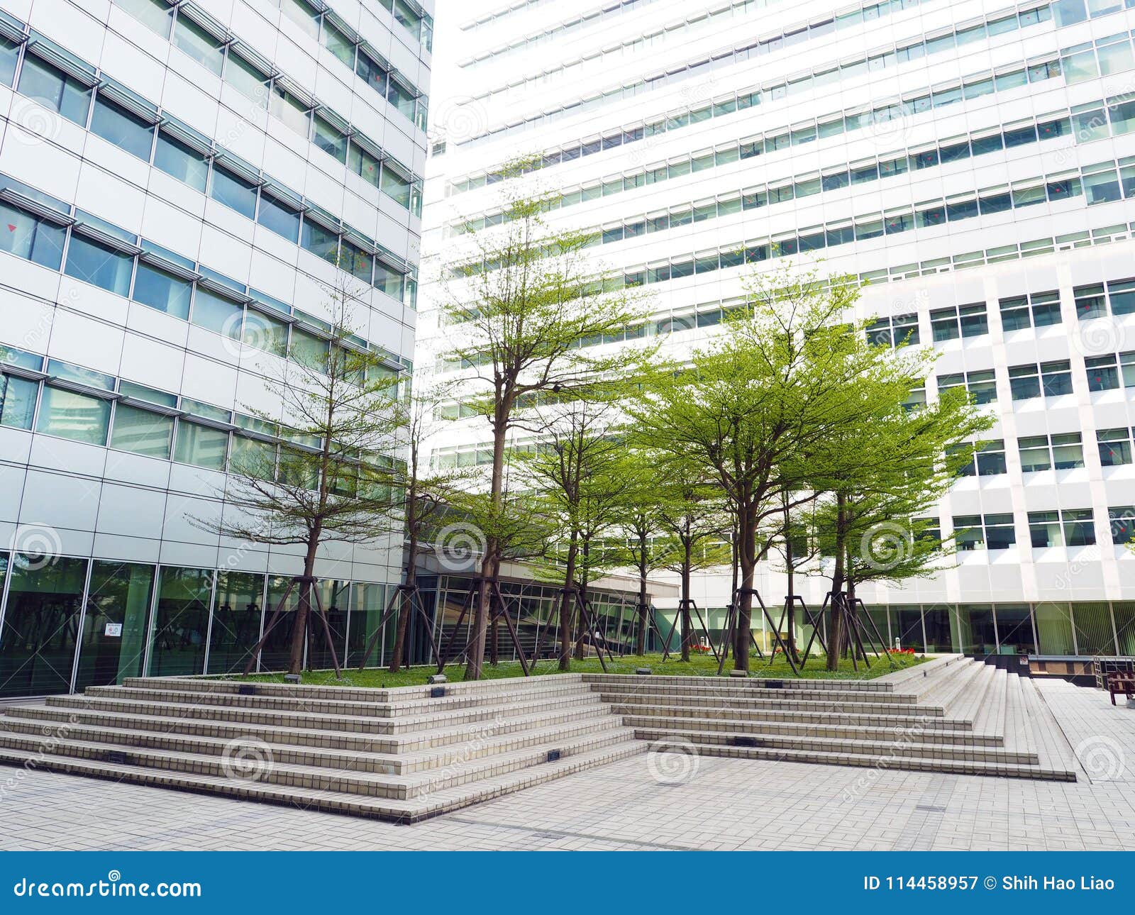 City tree stock image. Image of urban, park, building - 114458957