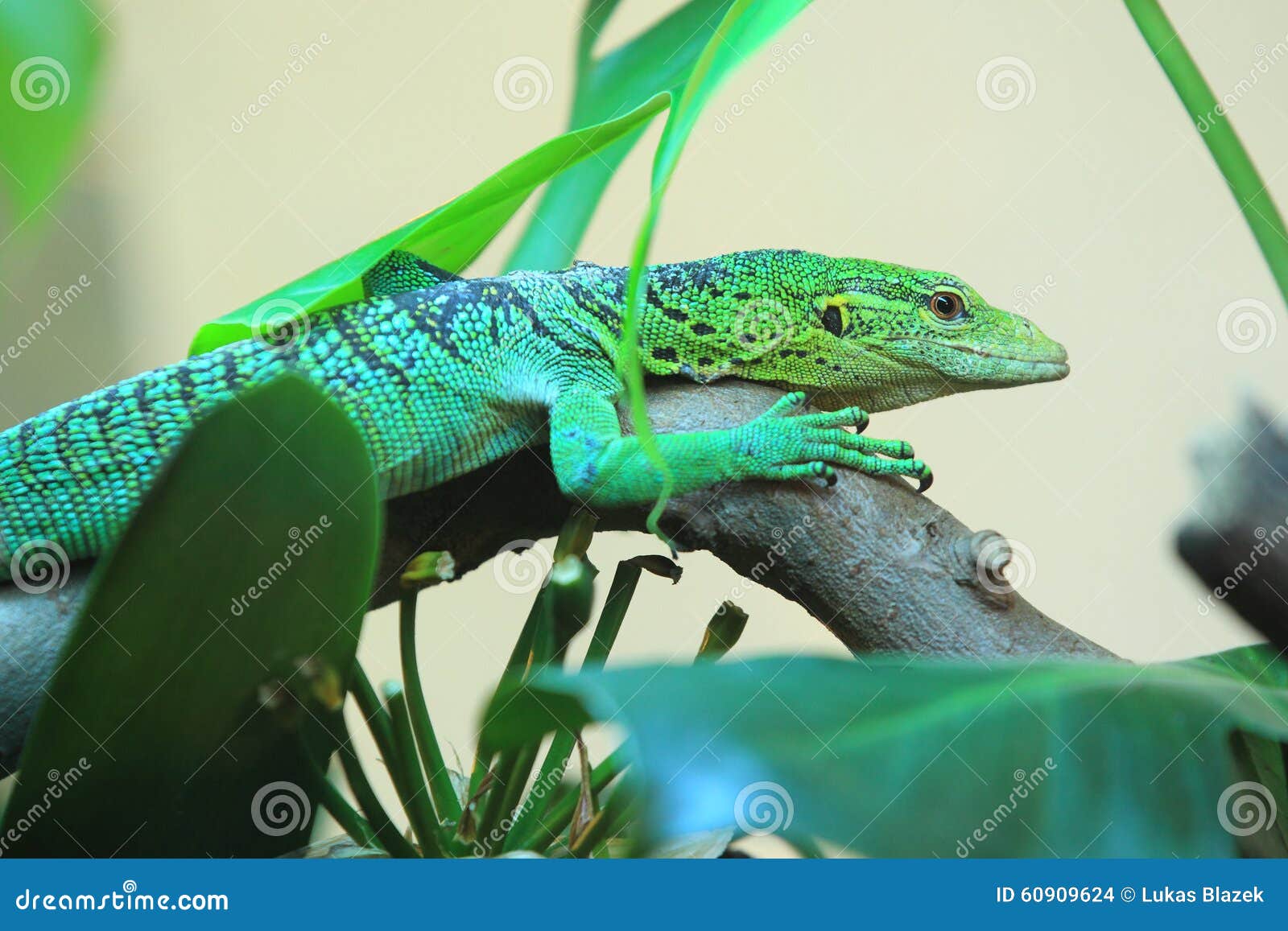 Green tree monitor stock photo. Image of emerald, varanus - 60909624