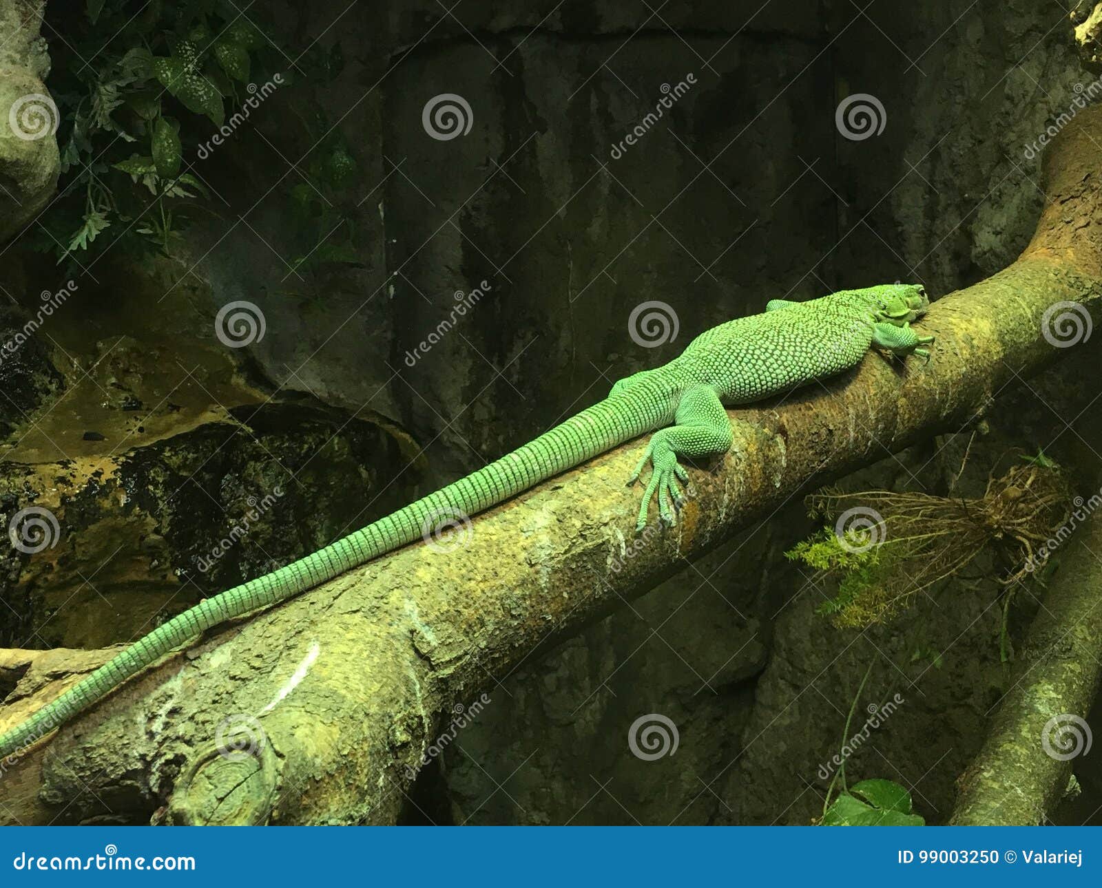 Green Tree Monitor stock photo. Image of green, resting - 99003250