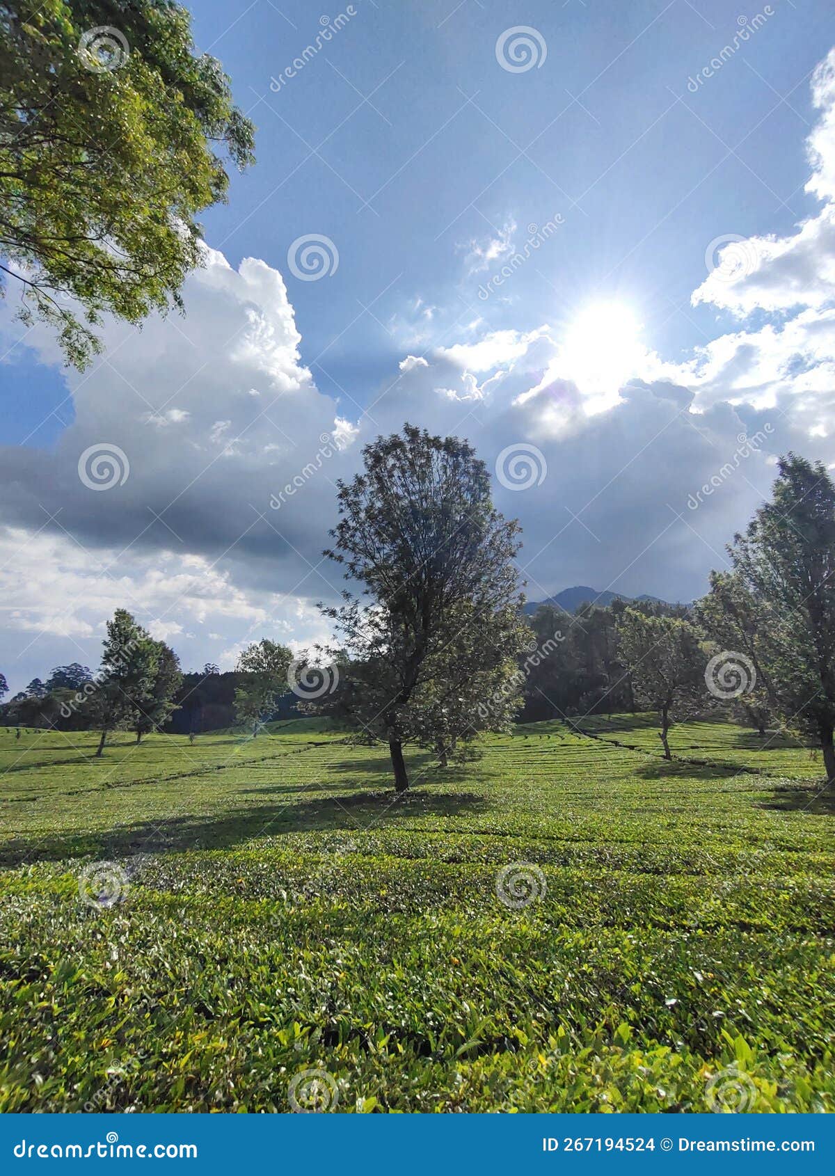This Green Tree with a Morning Kiss from the Sun Stock Photo - Image of ...