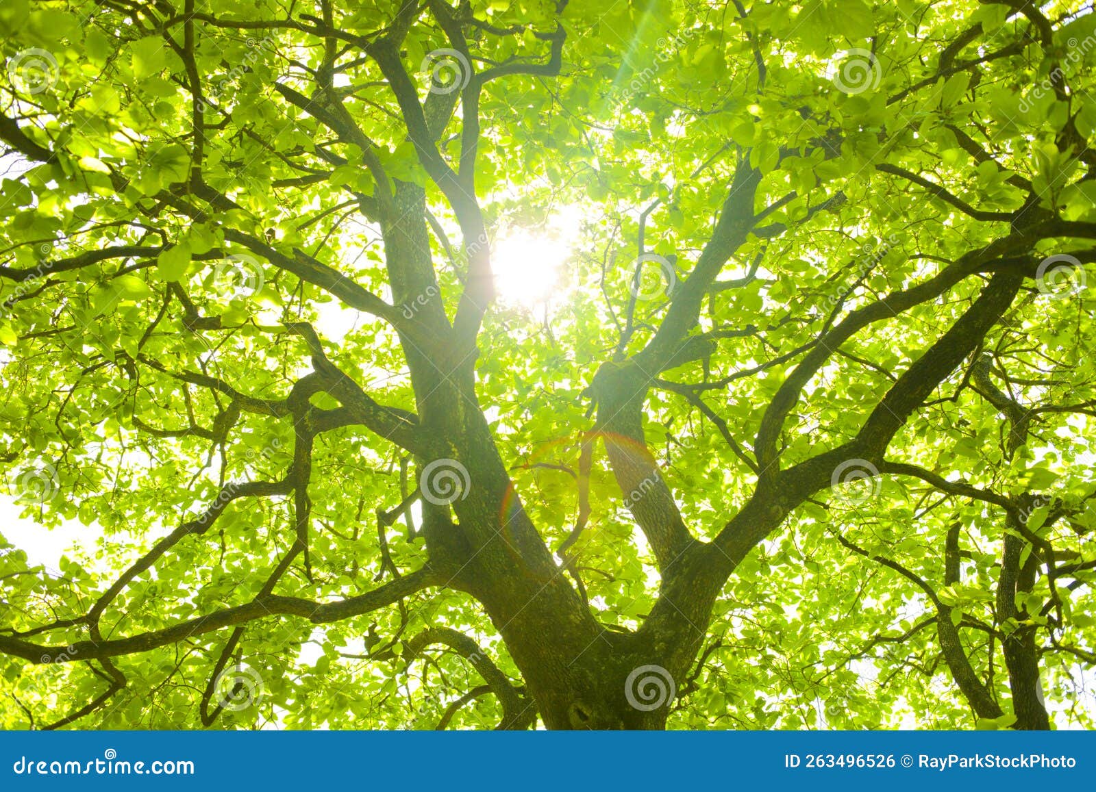 Tree sunlight stock photo. Image of garden, tree, light - 263496526