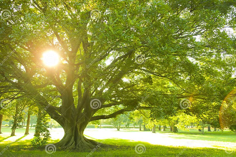 Tree sunlight stock image. Image of large, autumn, grove - 263498073