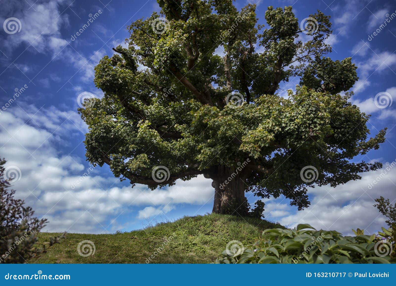 Green tree on a mound stock image. Image of leafy, blue - 163210717