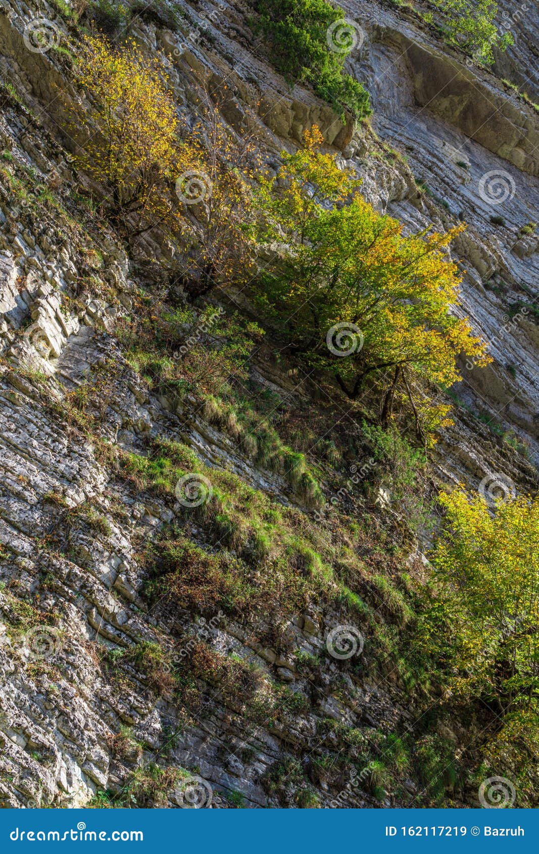 Green Tree on a Mountain Slope Stock Image - Image of idyllic, hill ...