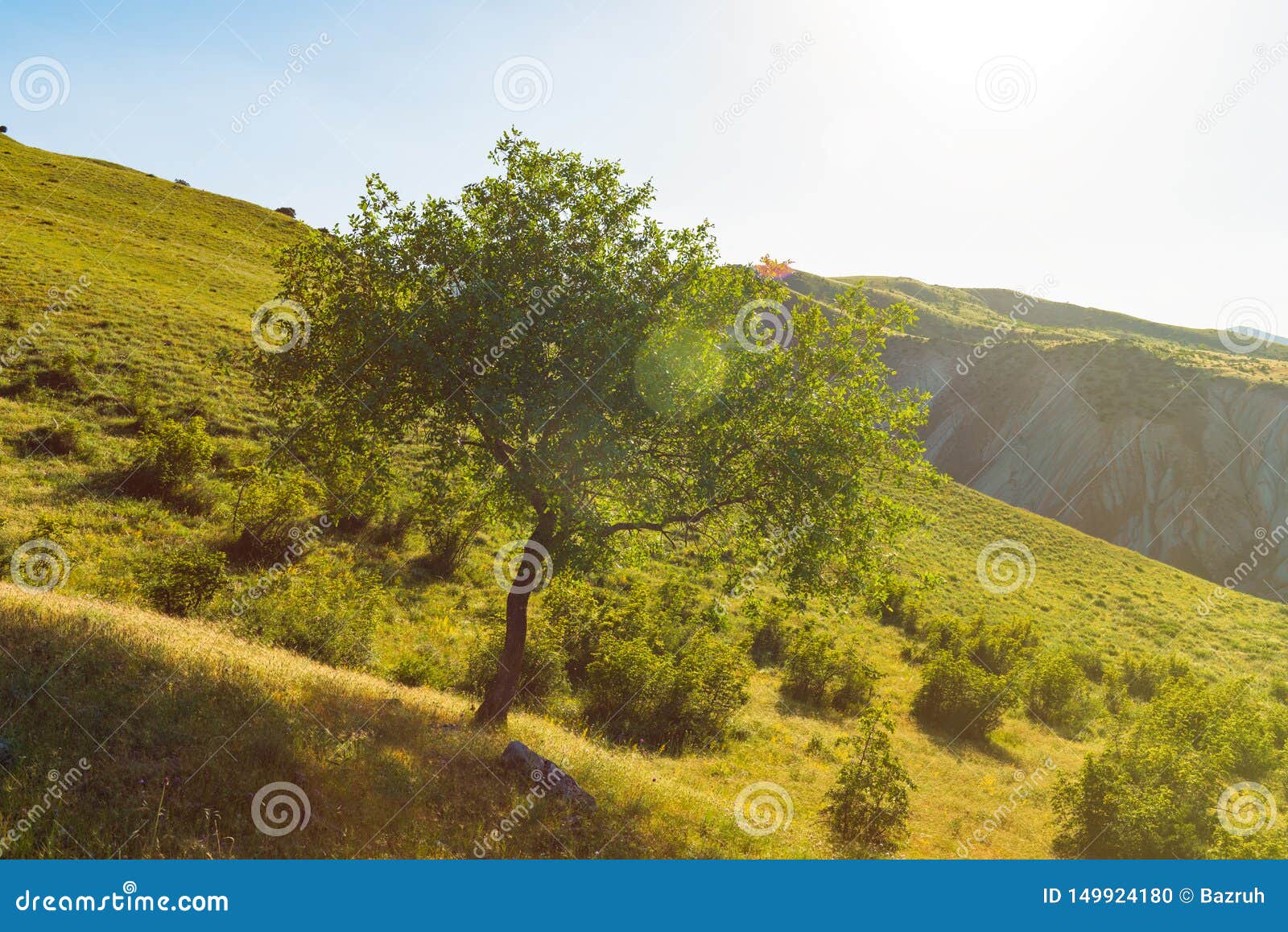 Green Tree on the Mountainside Stock Photo - Image of lush, scenic ...