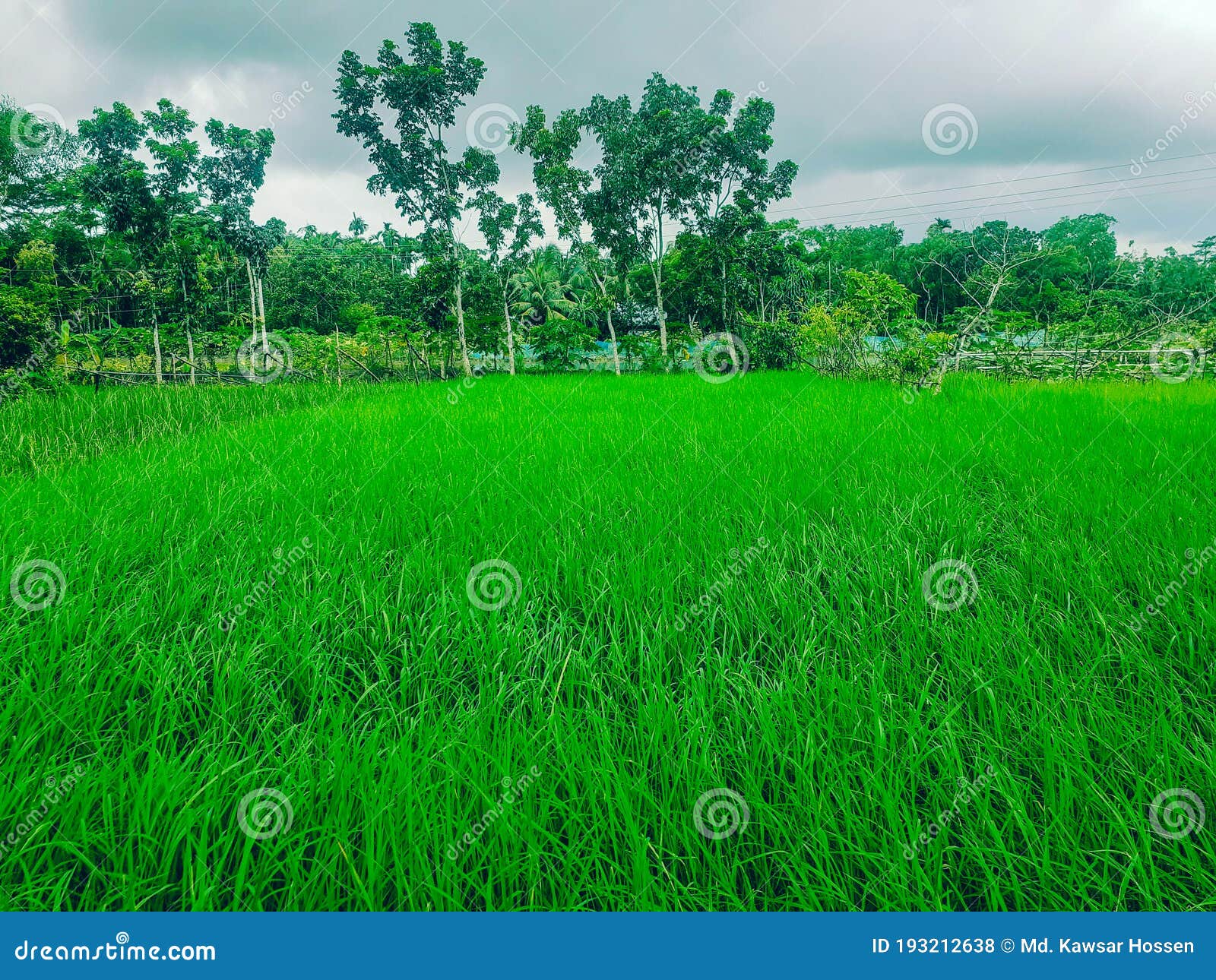 Green Tree natural photo stock photo. Image of cloud - 193212638