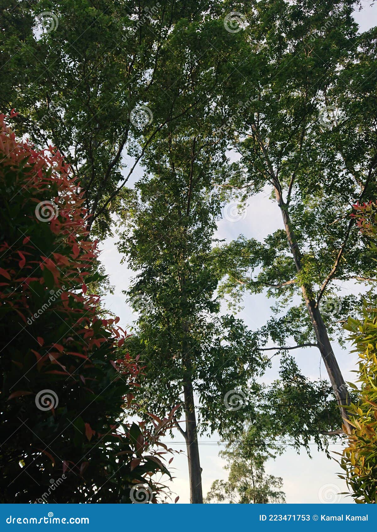 Green Tree Nature Bright Nice Plant Pohon Stock Image - Image of bright ...