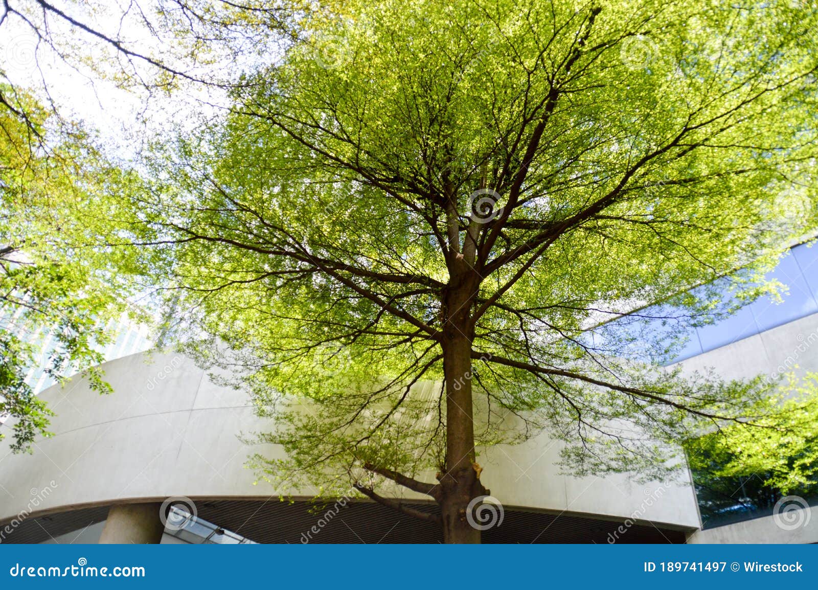 Green Tree Near the Modern Building on a Sunny Day Stock Image - Image ...