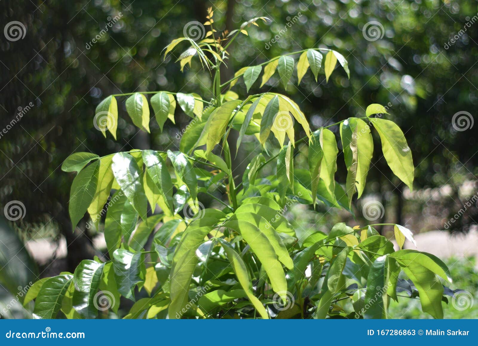 Krishna Chura Flower Tree In Indian Village Royalty-Free Stock ...