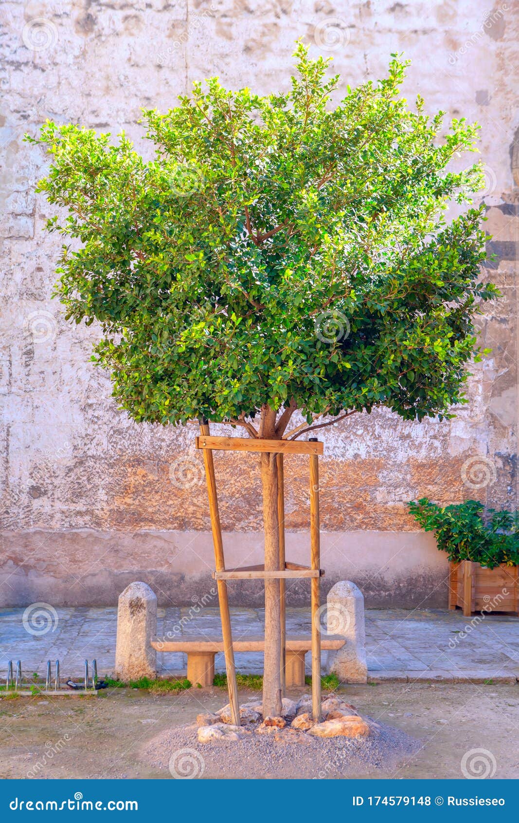 Green tree in the old town stock photo. Image of foliage - 174579148