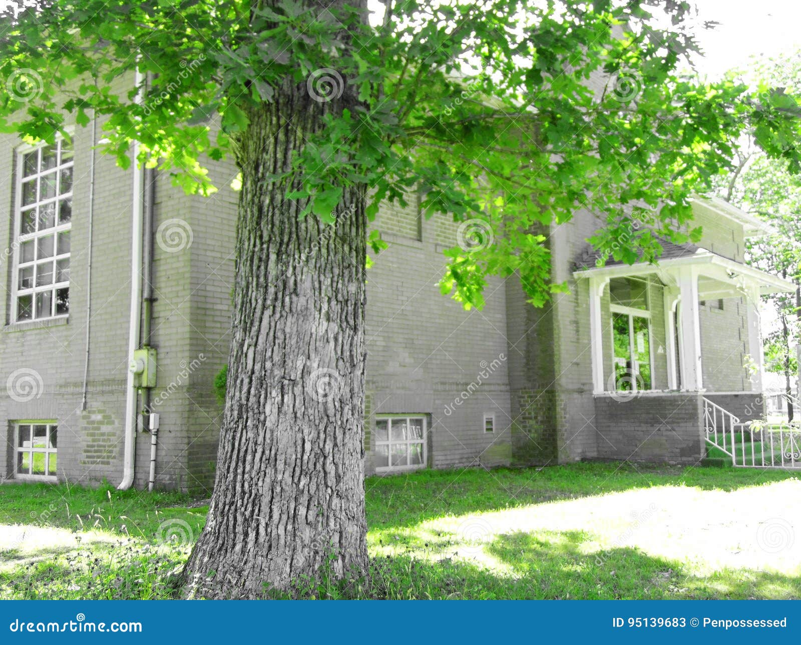 Green tree outside house stock image. Image of tree, grassy - 95139683