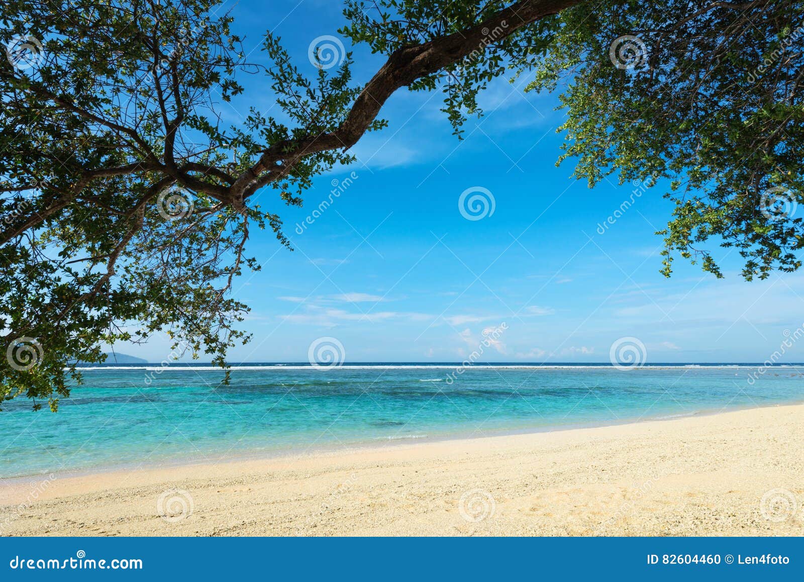 Green Tree Over Tropical Beach. Stock Photo - Image of dominican, plant ...