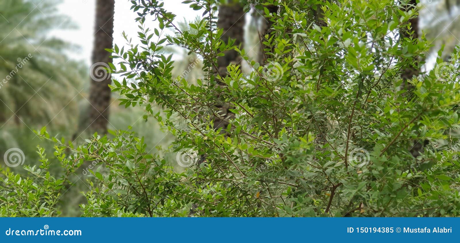 Green Tree with Palm Background and Fodder View from the Sultanate of ...
