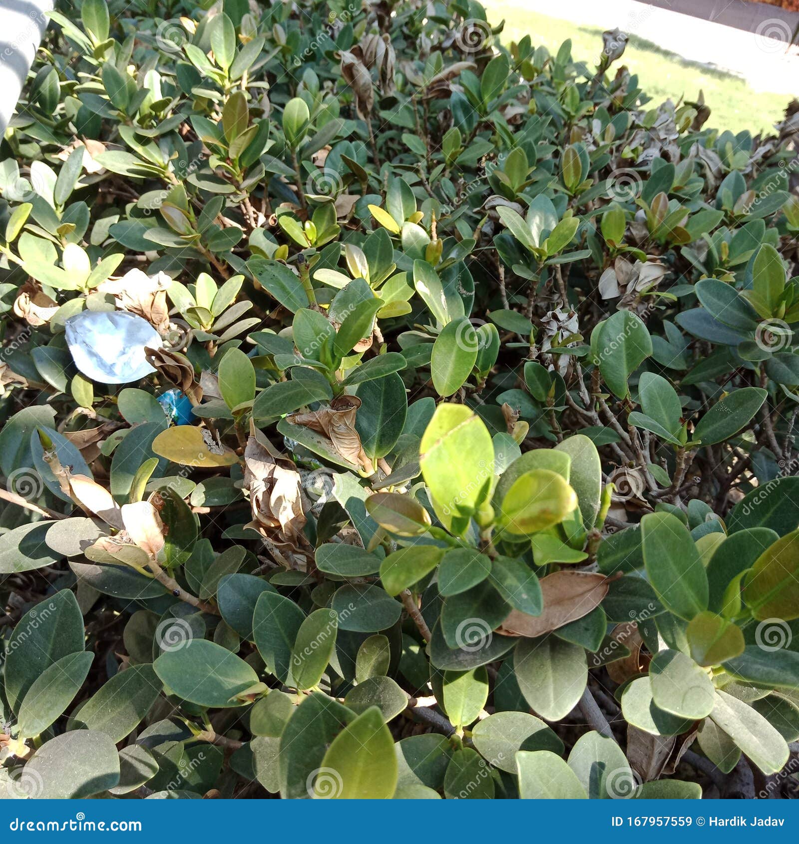 This is a green Tree pan stock image. Image of provide - 167957559