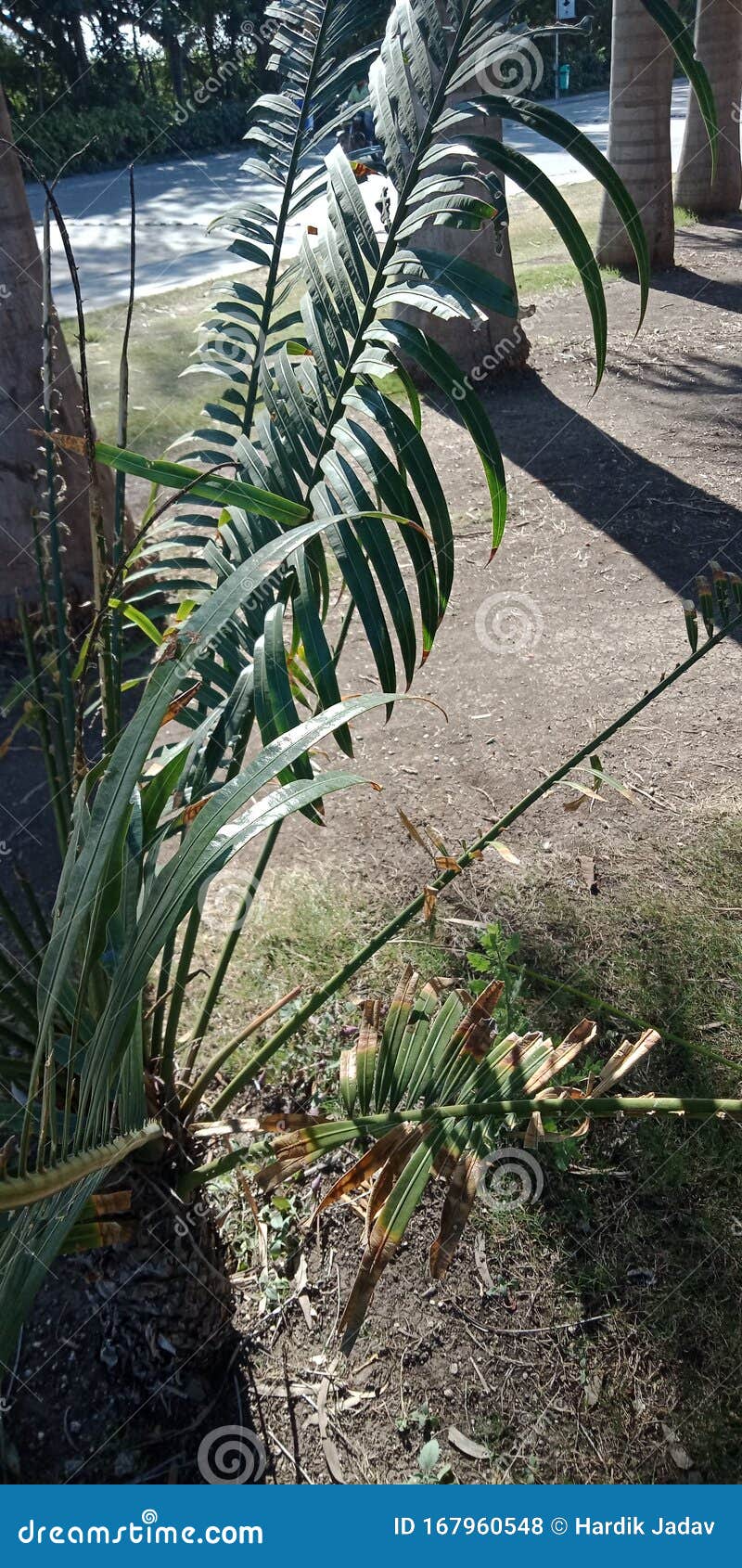Green tree and green pan stock photo. Image of earth - 167960548
