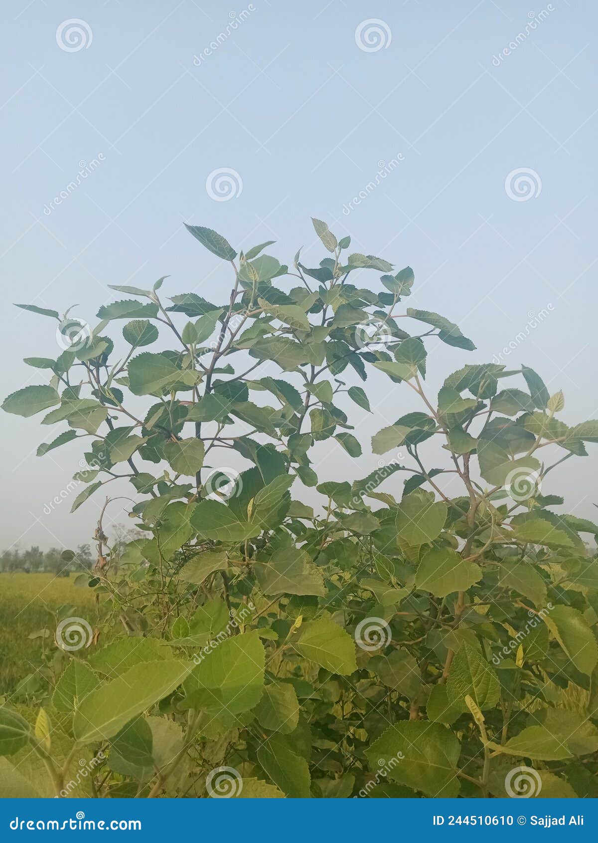 Green Tree Panjab Part of Pak Stock Photo - Image of produce, nature ...