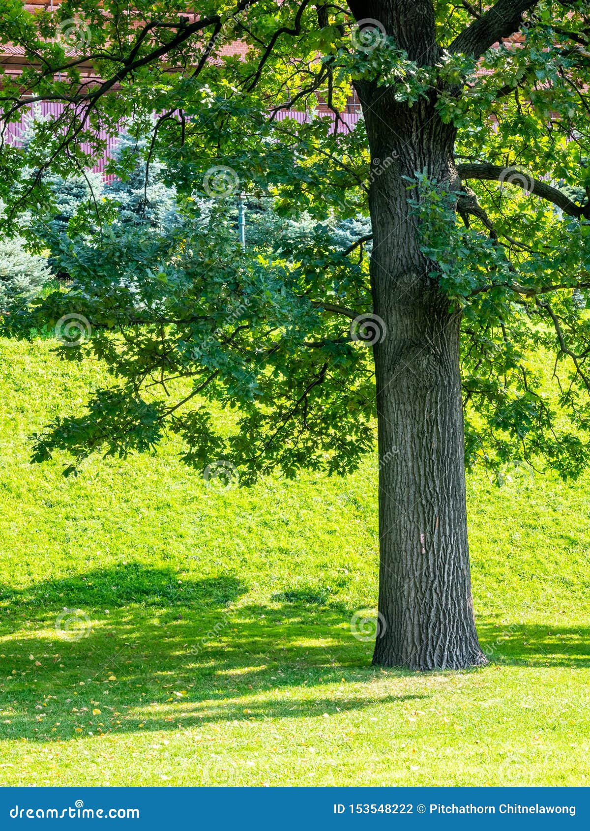 Green tree in park stock photo. Image of grass, park - 153548222