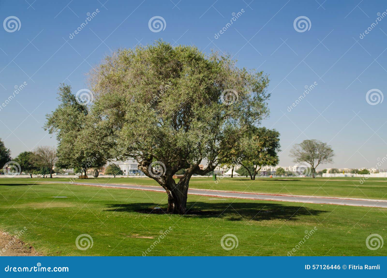 Green tree in the park stock photo. Image of front, bright - 57126446