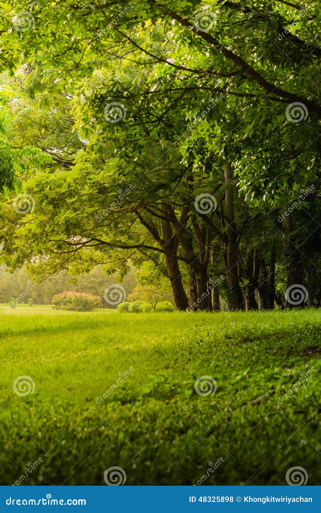 Green Tree in Park with Green Lawn Stock Photo - Image of rural, lush ...