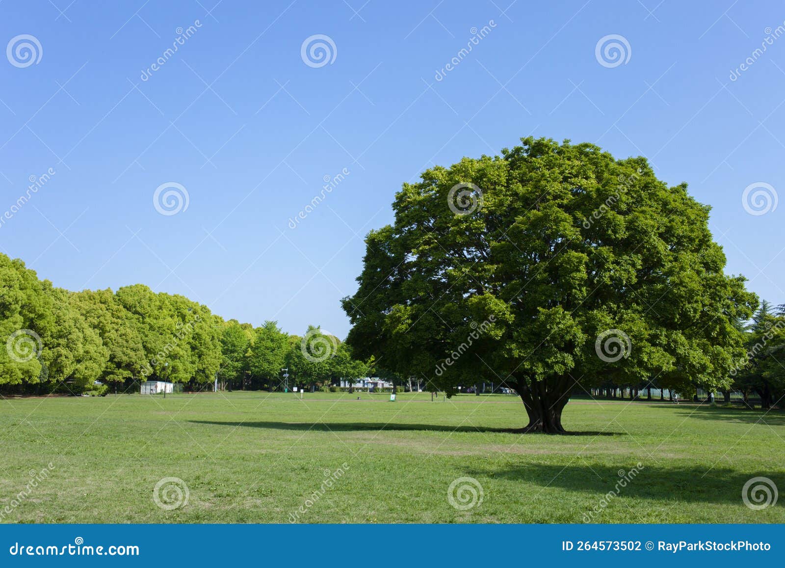 Green tree stock photo. Image of garden, park, square - 264573502