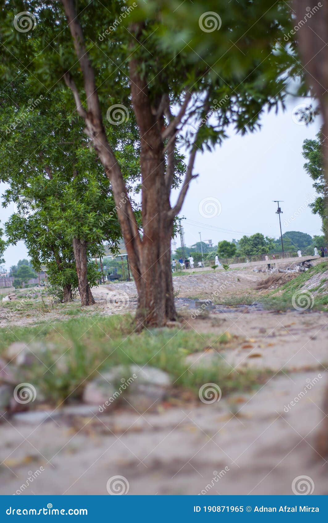Green Tree in a Park with Mud Stock Image - Image of plant, village ...