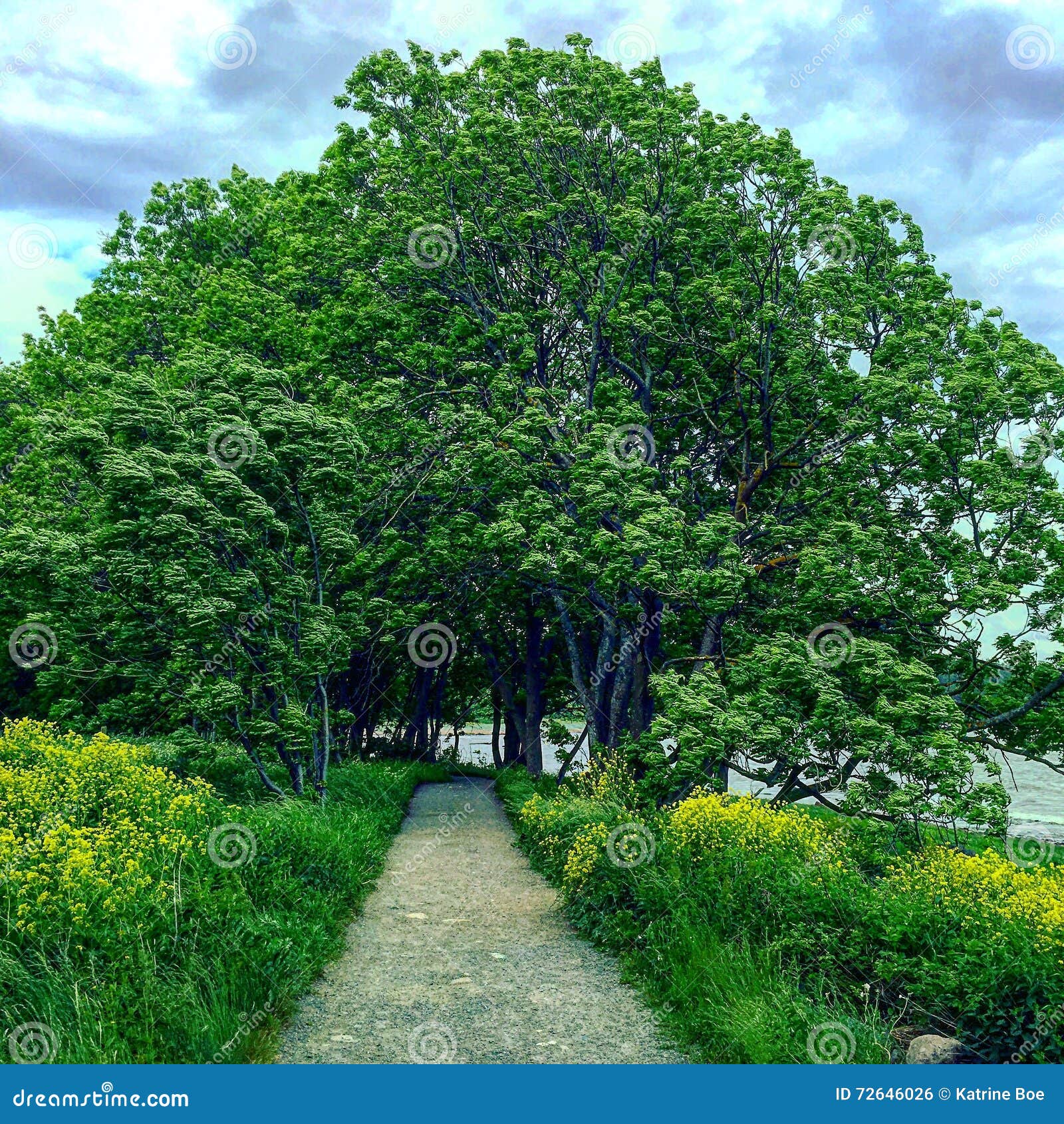 Green Tree Path Sommer Summer Stock Photo - Image of green, tree: 72646026