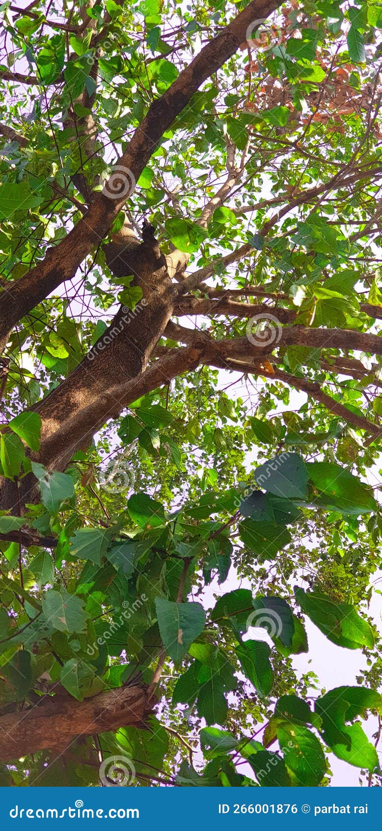 Green tree pic stock photo. Image of sunlight, jungle - 266001876