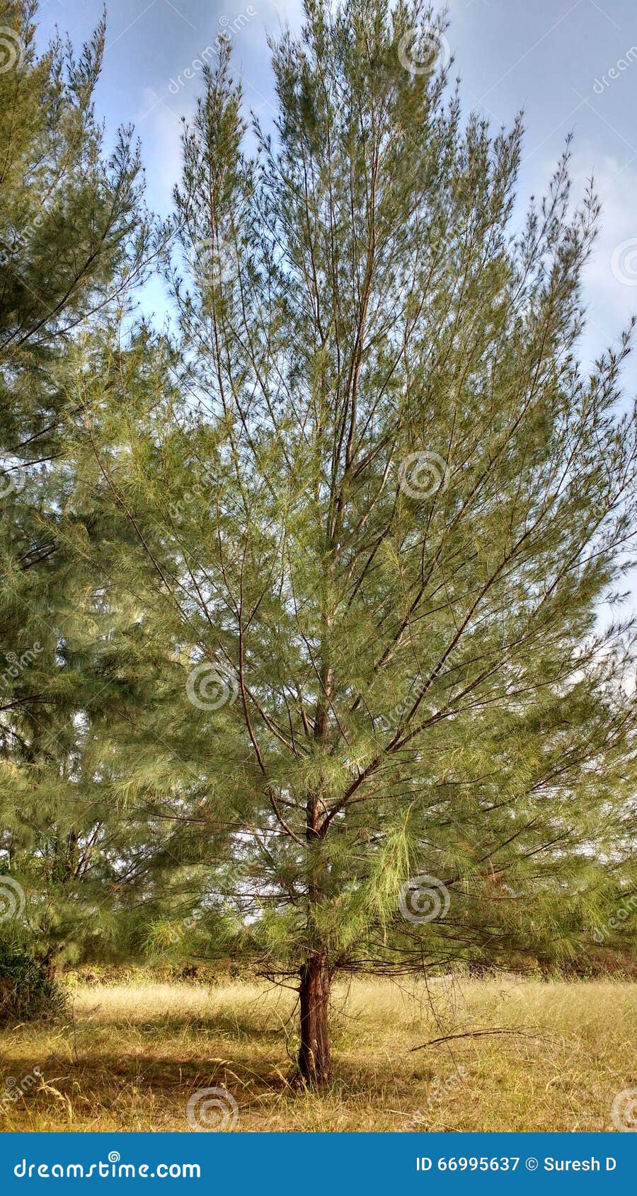 Green Tree, Pine Tree, Full Tree. Green Stock Image - Image of great ...