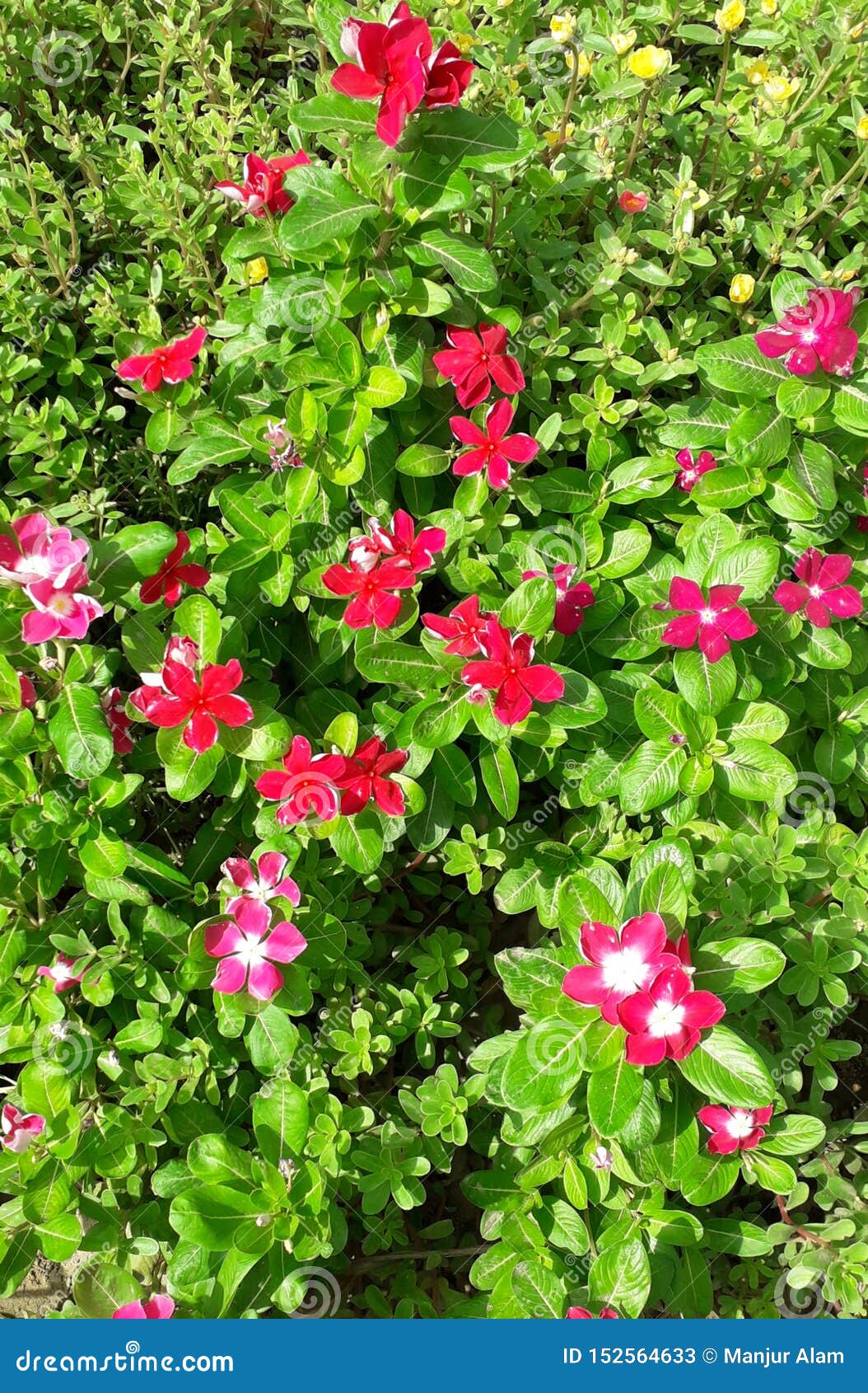 Green Tree and pink stock image. Image of green, pink - 152564633