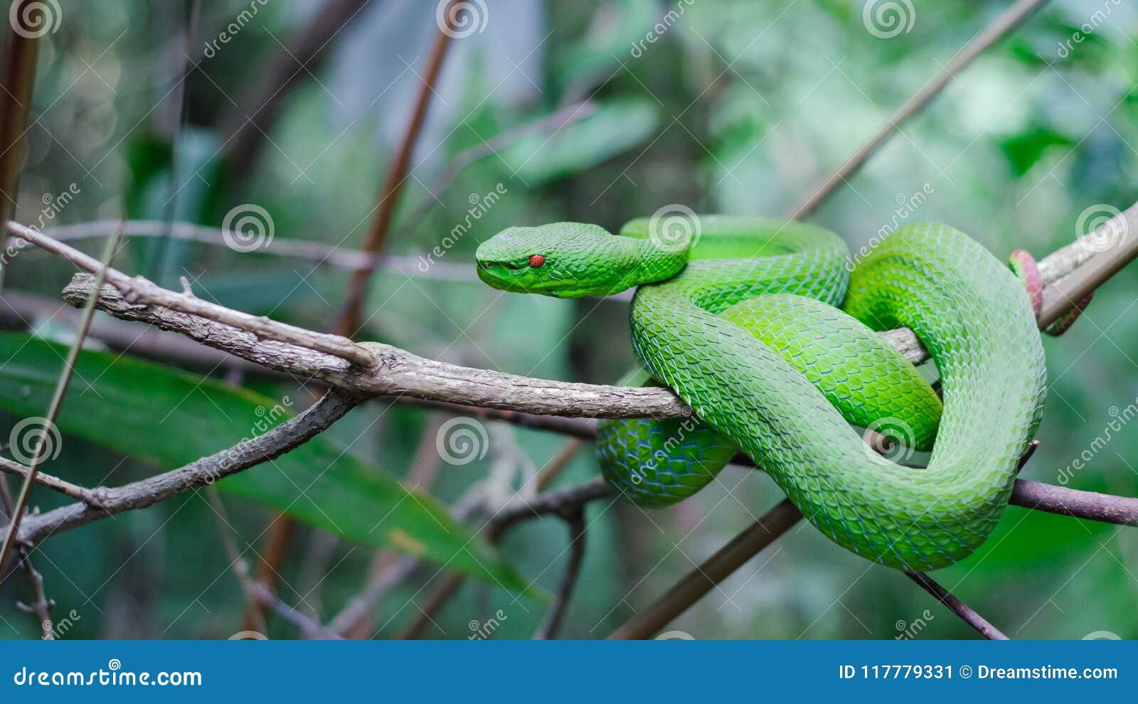 Green Tree Pit Viper stock image. Image of beautiful - 117779331