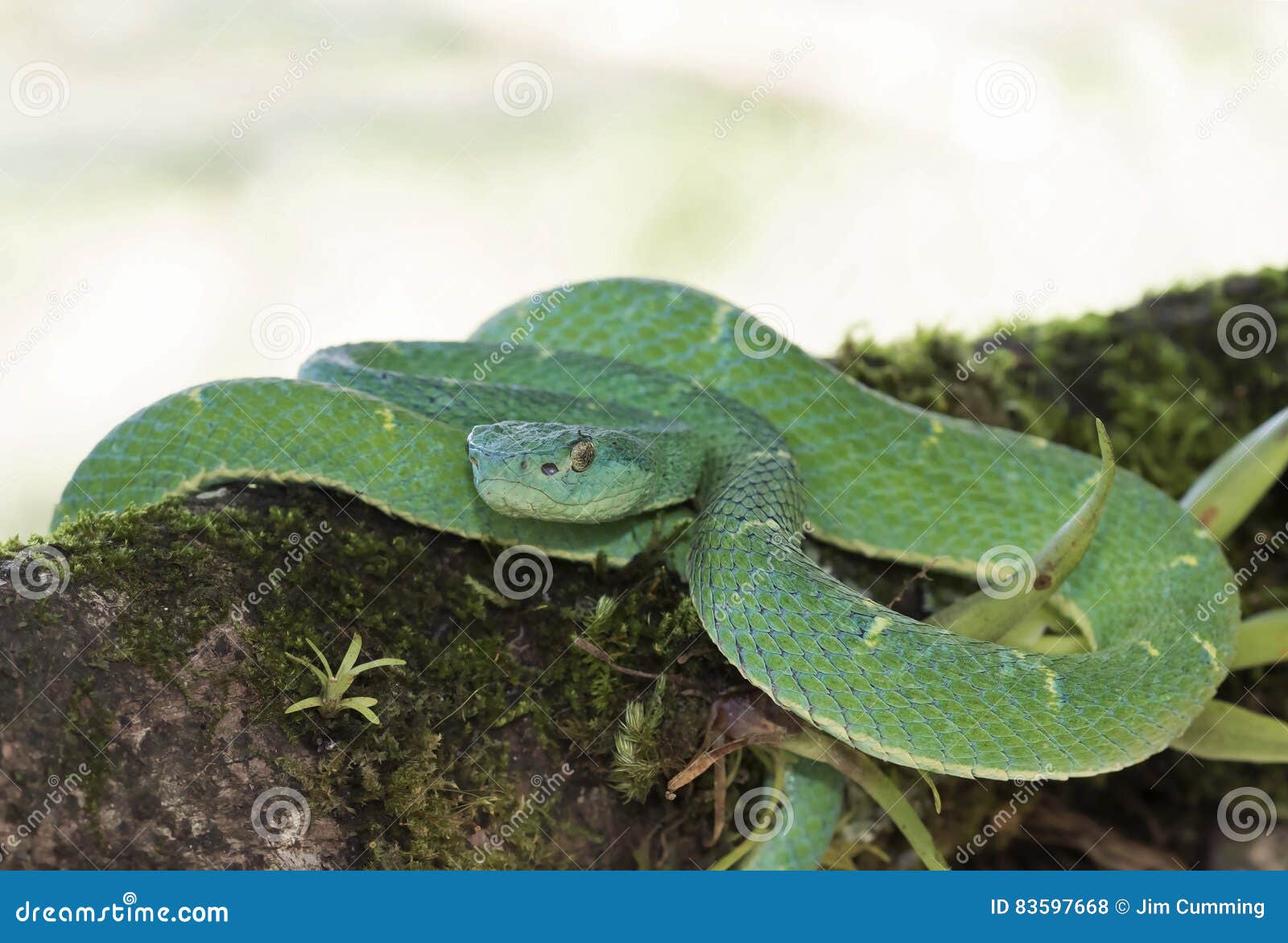 Green tree pit viper snake stock photo. Image of tropical - 83597668