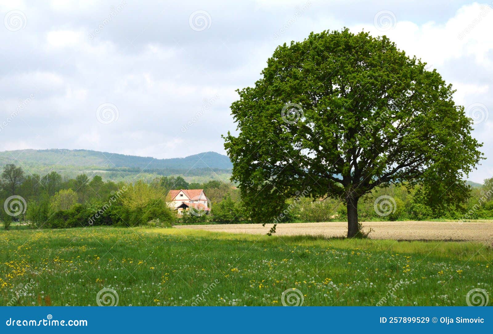 Green tree in the plain stock image. Image of green - 257899529