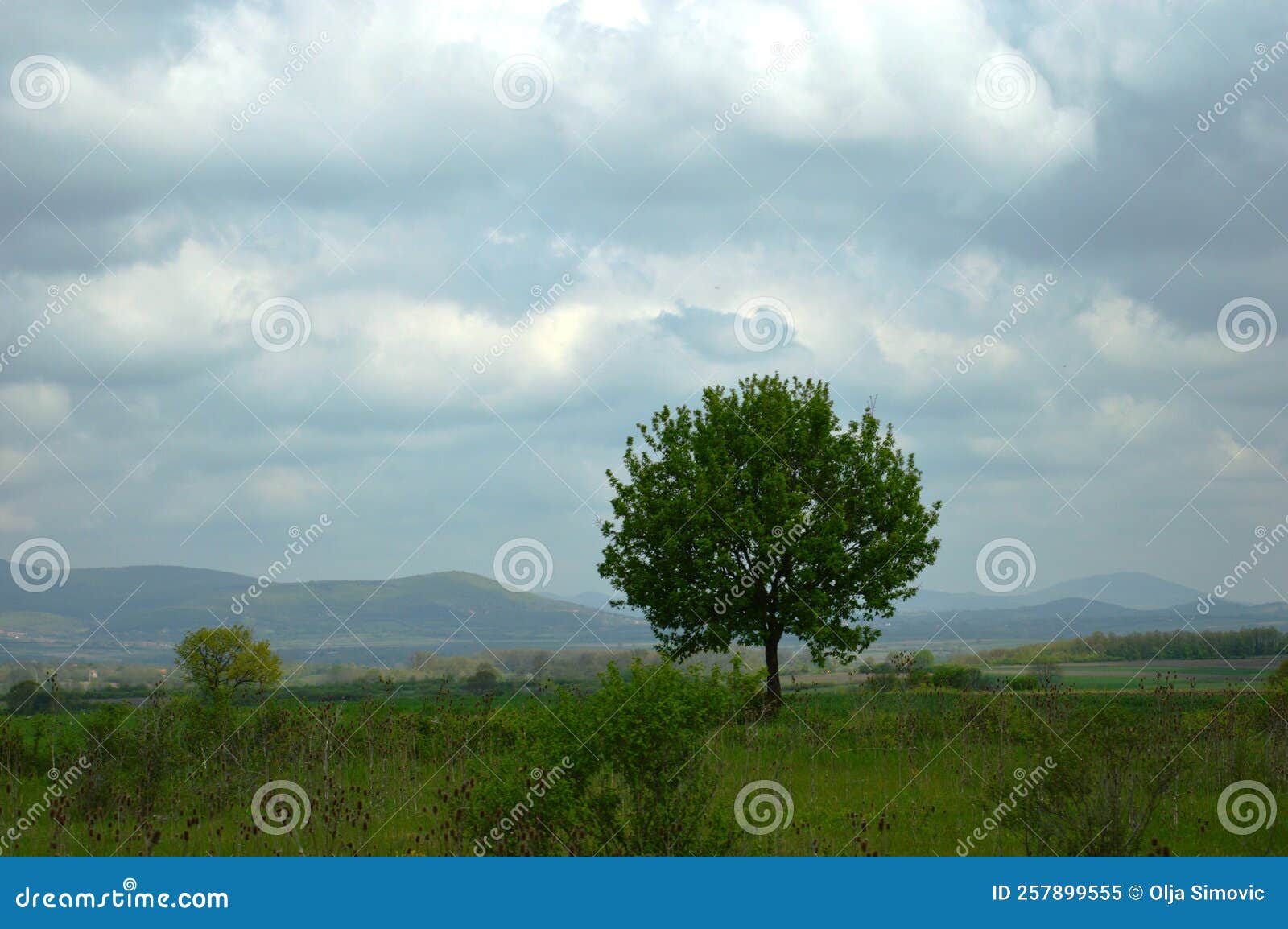 Green tree in the plain stock image. Image of plain - 257899555