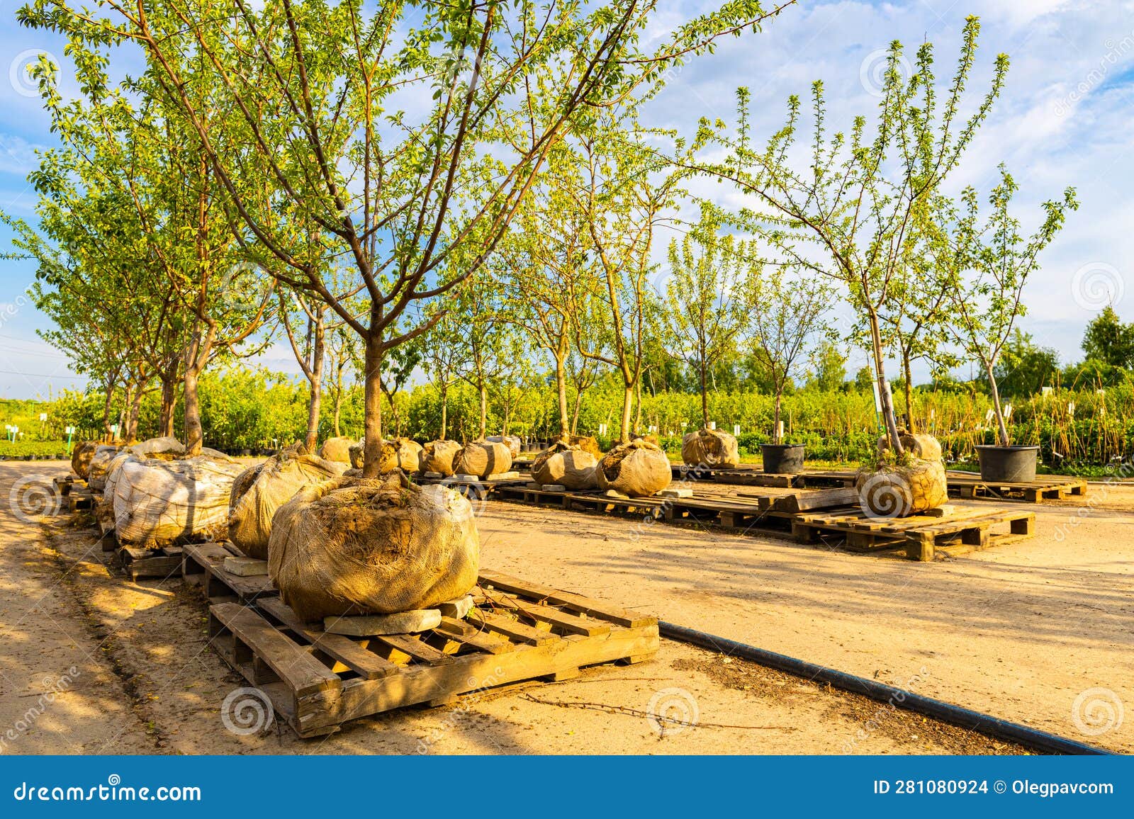 Green Tree in Plant Nursery Outdoors in Summer. Stock Photo - Image of ...