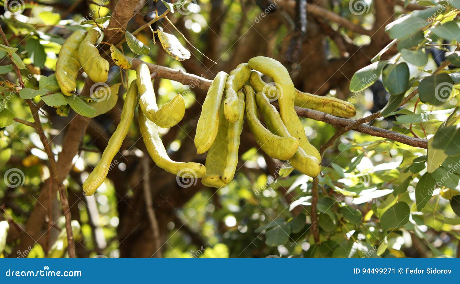Green tree pods stock image. Image of bean, travel, macro - 94499271