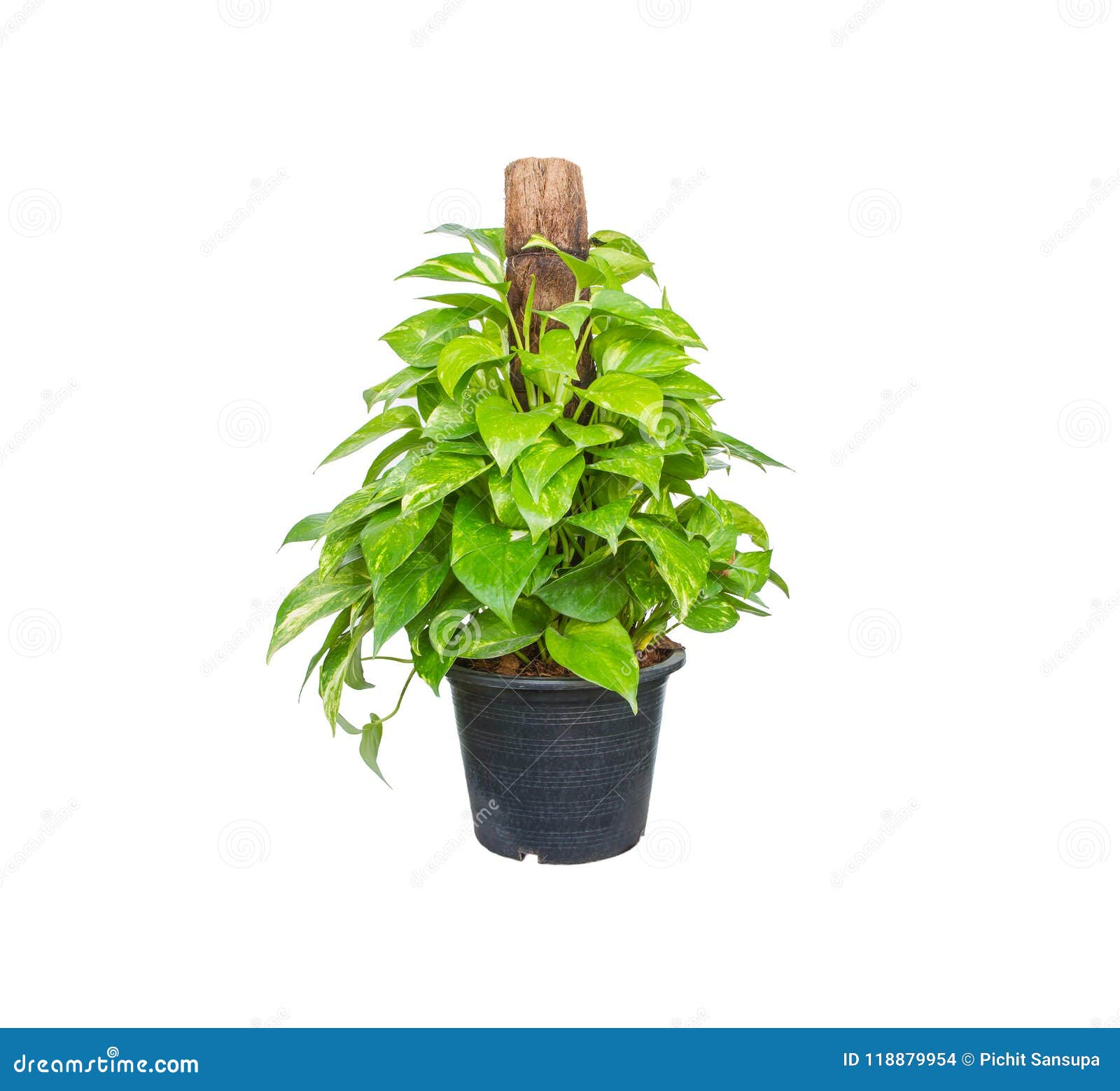 Green Tree in a Pot Isolated on White Background Stock Photo - Image of ...